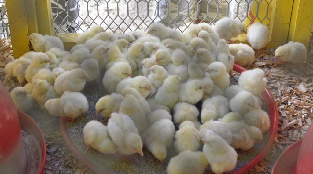 Poultry Farms Open in Samoa in Effort to Reduce Reliance on Imported Meat
